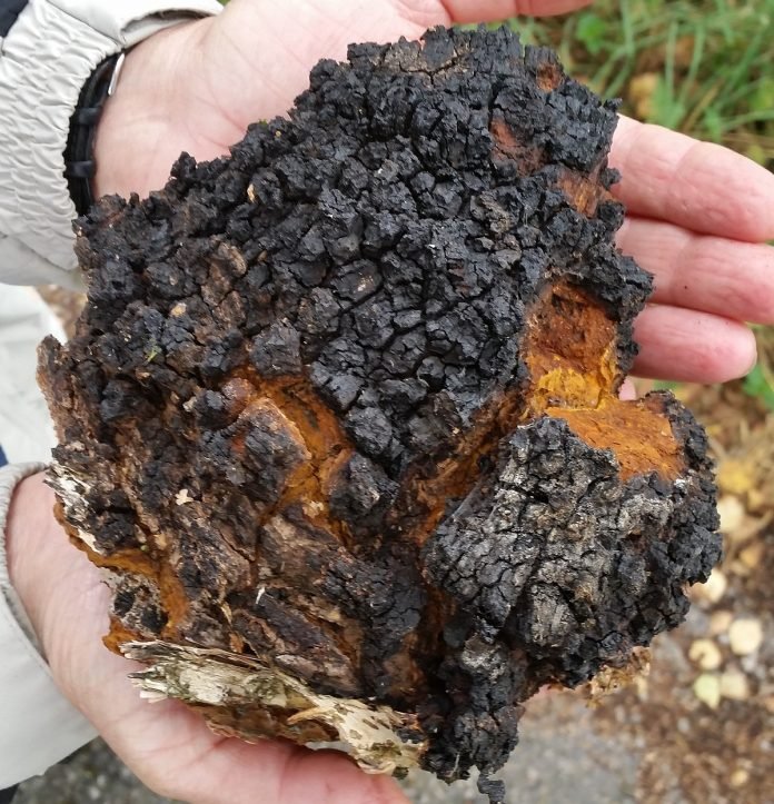 Chaga: Proven Health Benefits, Tips, and Risks - Food N Health