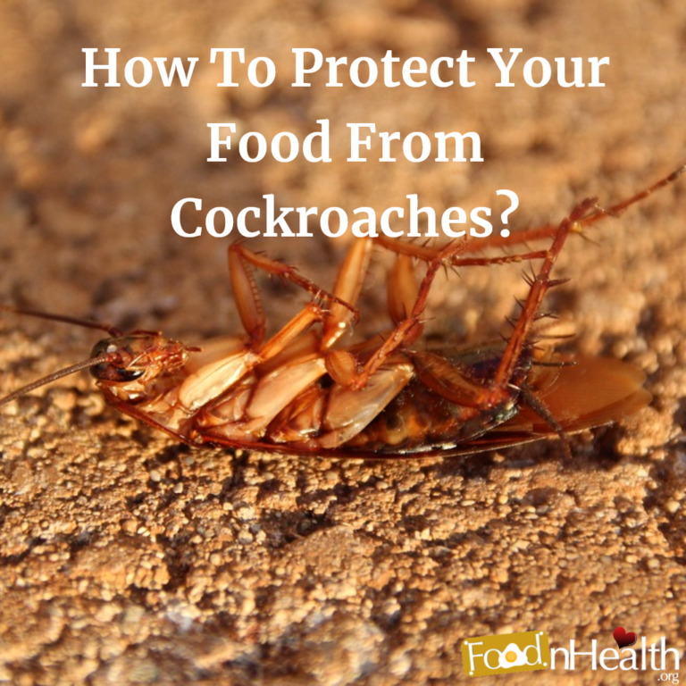 How To Protect Your Food From Cockroaches? - Food N Health