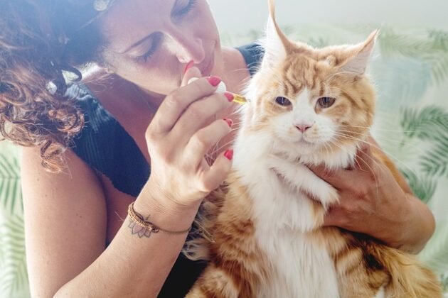 Choosing the Best CBD Cat Treats - Food N Health